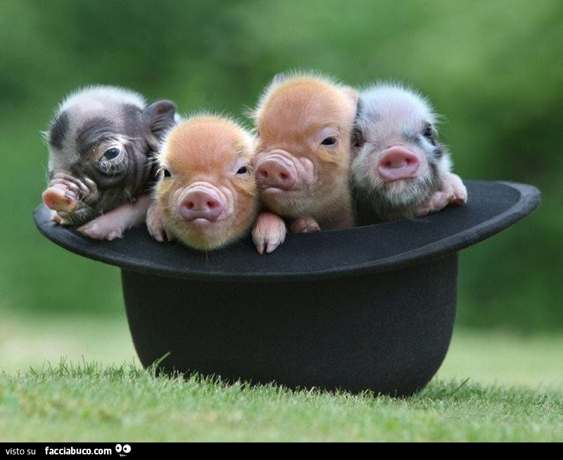 Quattro maialini neonati in un cappello - Facciabuco.com