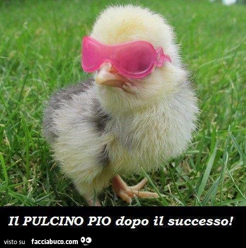 Tutti i meme su Il Pulcino Pio - Facciabuco.com